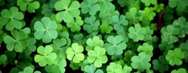 Love Shamrock Cookies? 6 Fun Facts about Shamrocks — SmileyCookie.com